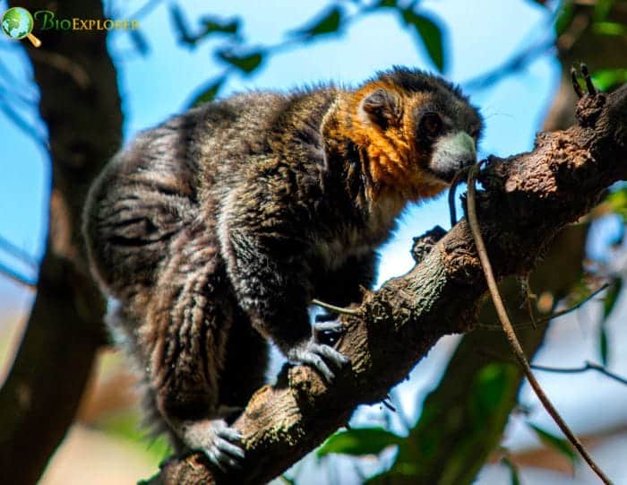 Mongoose Lemur | Eulemur Mongoz | Lemur Species | Facts
