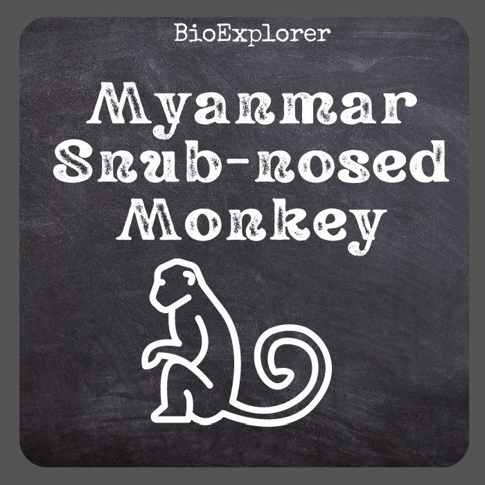 Myanmar Snub-Nosed Monkey Characteristics | Rhinopithecus Strykeri Facts