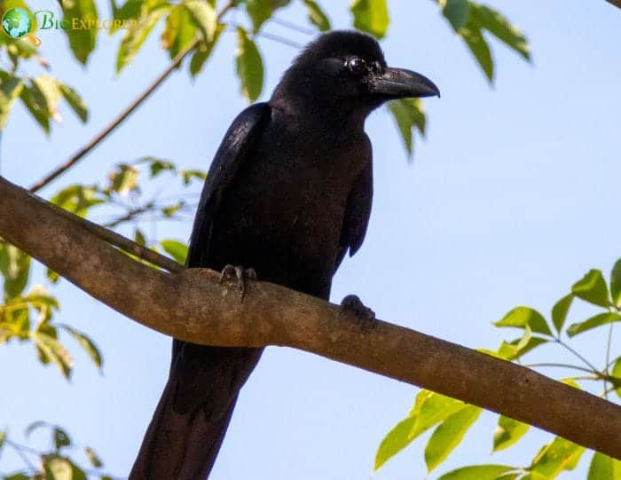 43 Types of Crows | All Corvus Species | Corvidae Family Birds