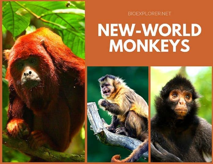 Types of New-World Monkeys | Characteristics & Species