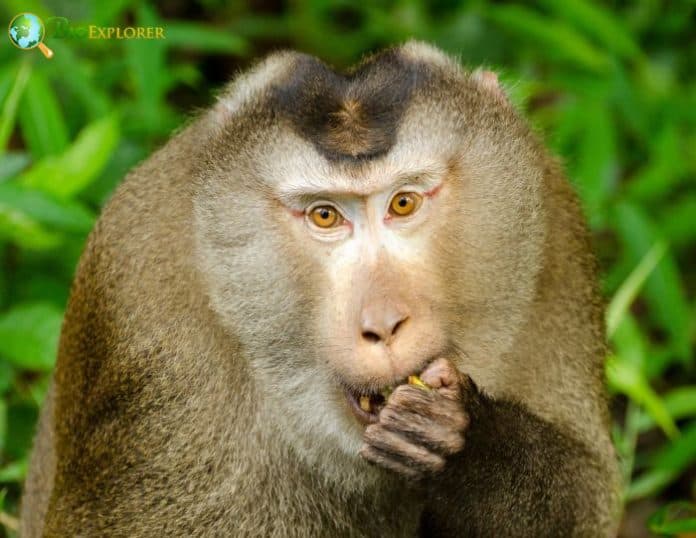 Northern Pig-Tailed Macaque Characteristics | Macaca Leonina Facts