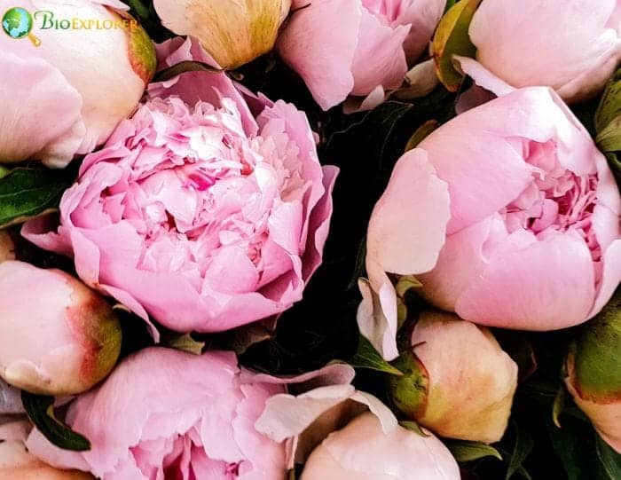 November Birth Flowers | Chrysanthemum and Peony | Symbolism and Meaning