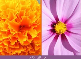 Birth Flowers | Birth Month Flowers Symbolism and Meanings