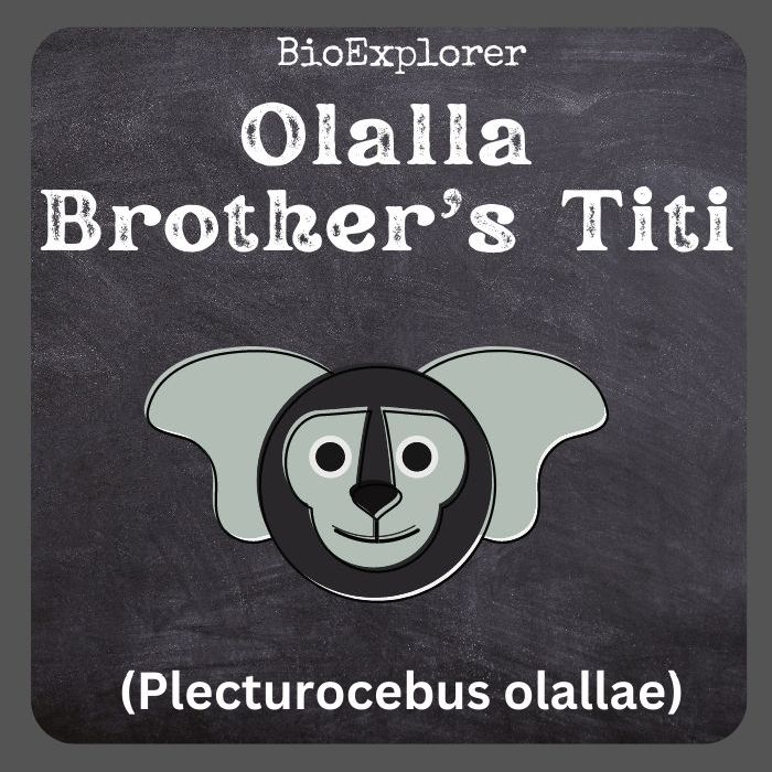 Ollala Brothers' Titi Characteristics | Plecturocebus Olallae Facts ...