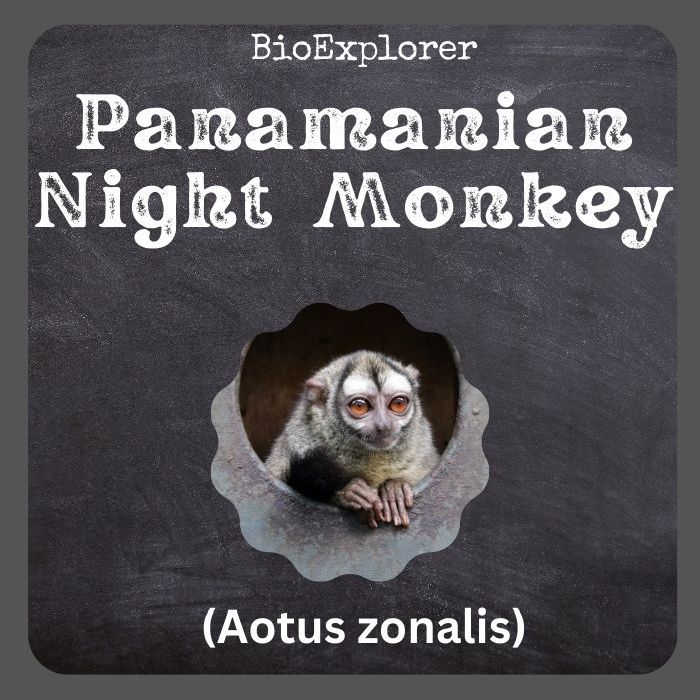 Panamanian Night Monkey Characteristics | Aotus Zonalis Diet & Facts ...