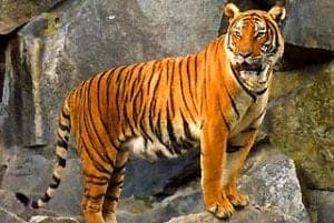 Why Are Tigers Endangered? | Endangered Tiger Species & Statuses
