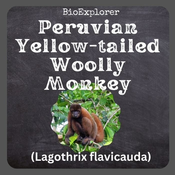 Peruvian Yellow-Tailed Woolly Monkey Characteristics | Lagothrix ...