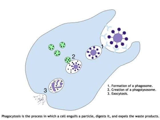 Kupffer Cells in Liver | Definition, Anatomy & Functions (Updated 2023)
