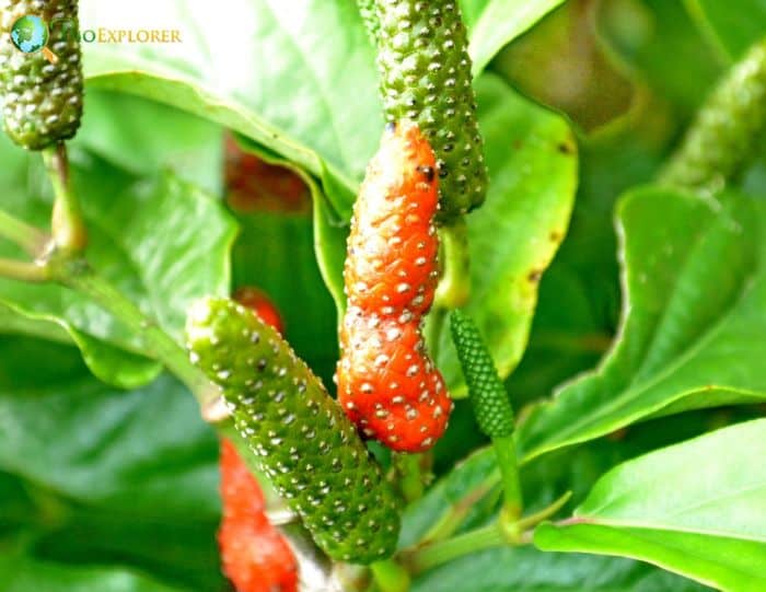 Piper Flowers | Pepper Vine | Pepper Tree | BioExplorer.net