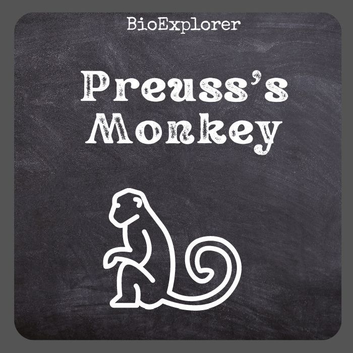 Preuss's Monkey Characteristics | Allochrocebus Preussi Facts | BioExplorer