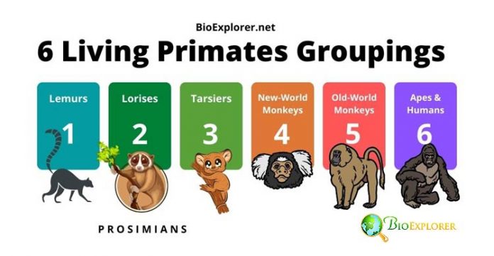 334 Types of Monkeys | Old-World Monkeys | New-World Monkeys
