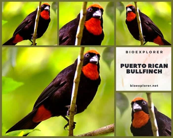 Puerto Rican Bullfinch | Melopyrrha Portoricensis | Puerto Rico Bird ...