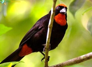 18 Birds of Puerto Rico | Puerto Rico Endemic Birds | BioExplorer
