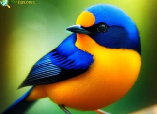 18 Birds of Puerto Rico | Puerto Rico Endemic Birds | BioExplorer