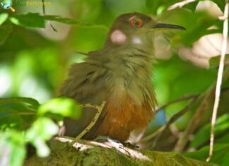 18 Birds of Puerto Rico | Puerto Rico Endemic Birds | BioExplorer