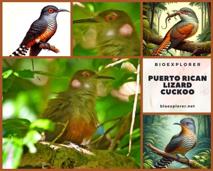 Puerto Rican Lizard Cuckoo | Coccyzus Vieilloti | Puerto Rico Bird | Facts
