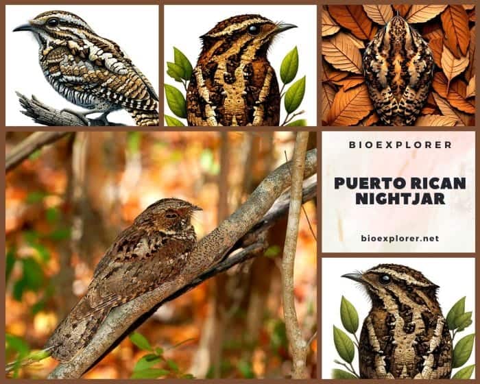 Puerto Rican Nightjar | Antrostomus Noctitherus | Puerto Rico Bird | Facts