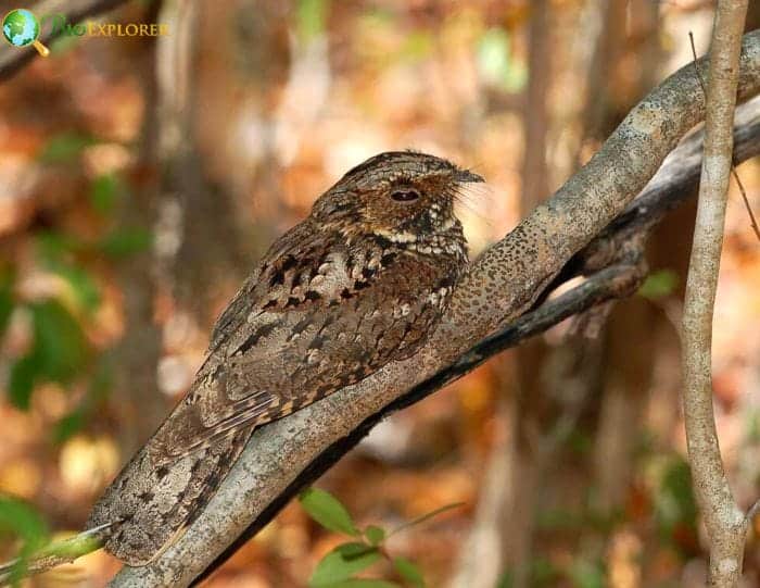Puerto Rican Nightjar | Antrostomus Noctitherus | Puerto Rico Bird | Facts