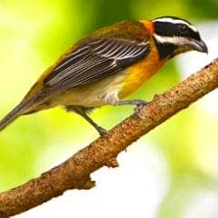 Puerto Rican Spindalis | Spindalis Portoricensis | Puerto Rico Bird | Facts