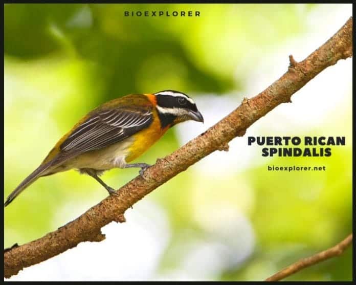 Puerto Rican Spindalis | Spindalis Portoricensis | Puerto Rico Bird | Facts