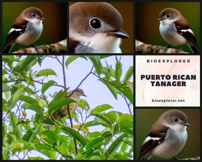 Puerto Rican Tanager | Nesospingus Speculiferus | Puerto Rico Bird | Facts