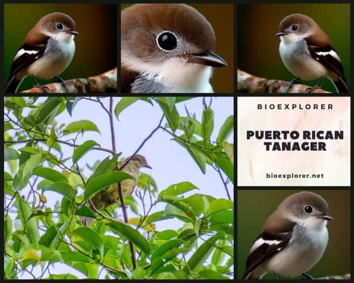 Puerto Rican Tanager | Nesospingus Speculiferus | Puerto Rico Bird | Facts