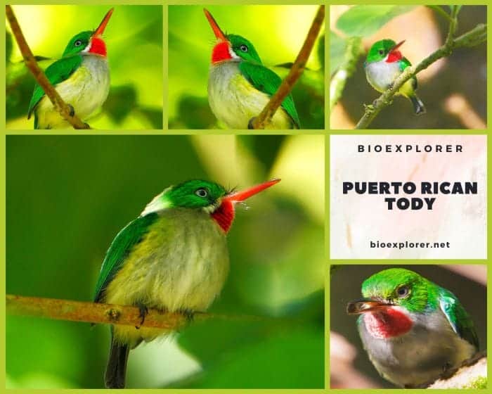 Puerto Rican Tody | Todus Mexicanus | Puerto Rico Bird | Facts