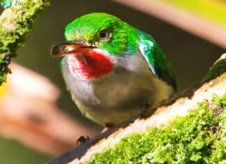 18 Birds of Puerto Rico | Puerto Rico Endemic Birds | BioExplorer