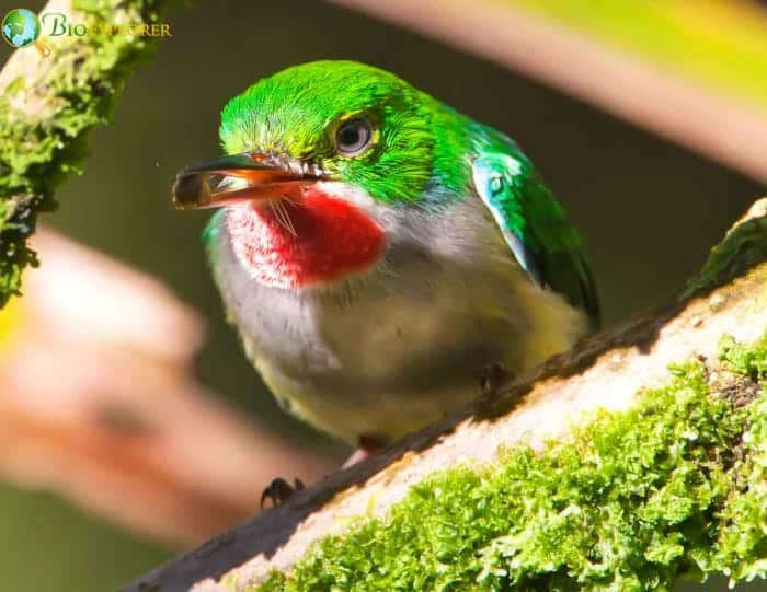 Puerto Rican Tody | Todus Mexicanus | Puerto Rico Bird | Facts