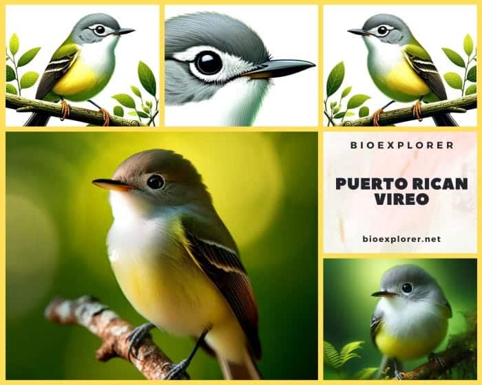 Puerto Rican Vireo | Vireo Latimeri | Puerto Rico Bird | Facts