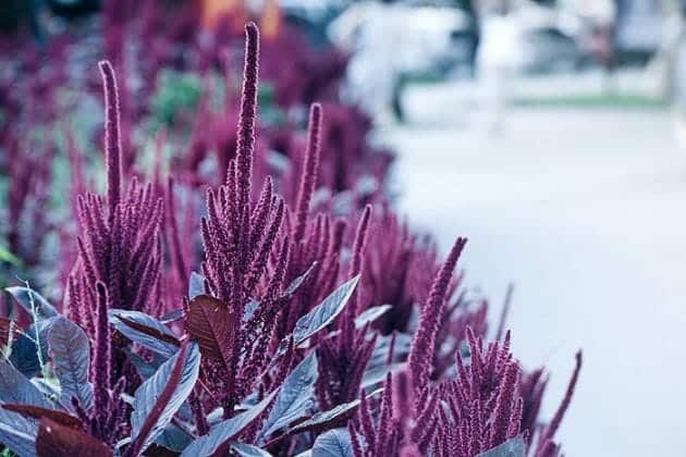 Amaranthus hypochondriacus | Foxtail Amarnath | African Spinach