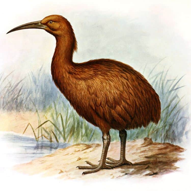 Top 35 Extinct Birds of All Times | Causes of Mass Extinction of Birds