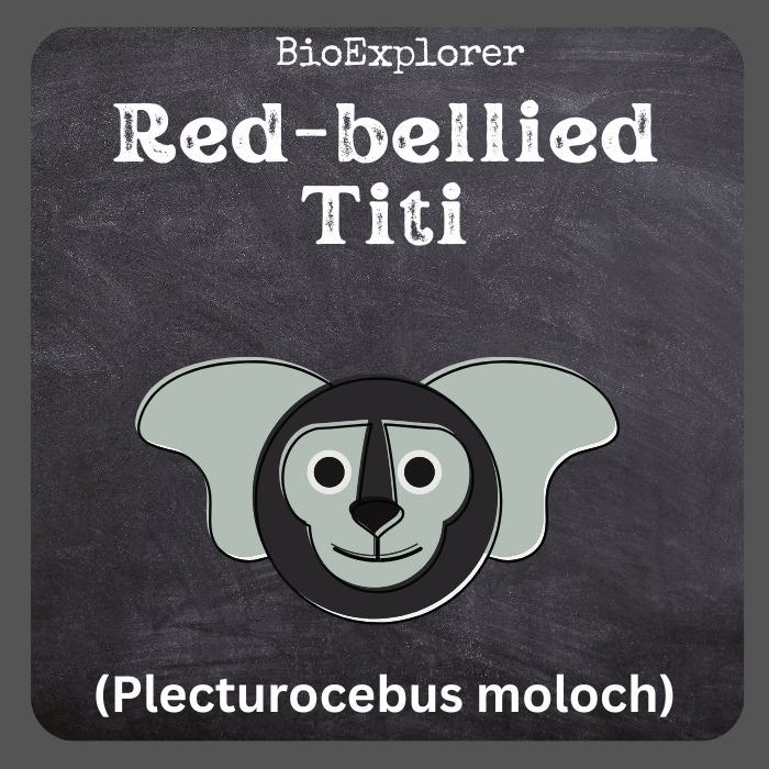 Red-Bellied Titi Characteristics | Plecturocebus Moloch Facts | BioExplorer