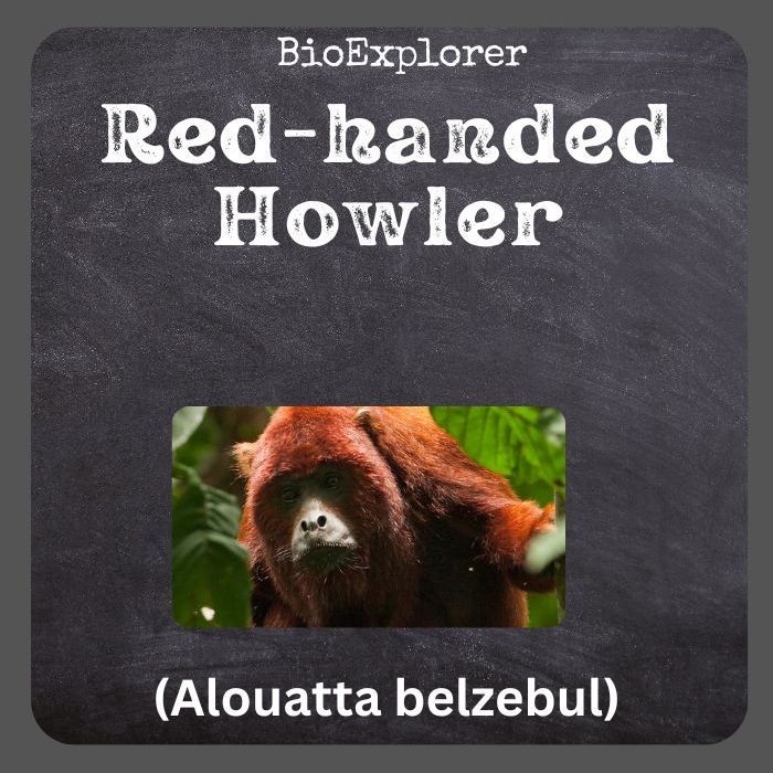 Red-Handed Howler Characteristics | Alouatta Belzebul Diet & Facts ...