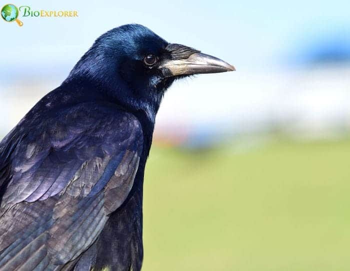 43 Types of Crows | All Corvus Species | Corvidae Family Birds