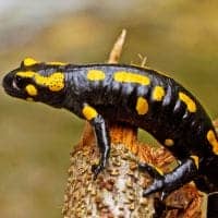 Types of Amphibians | Frogs/Toads, Salamanders/Newts & Caecilians