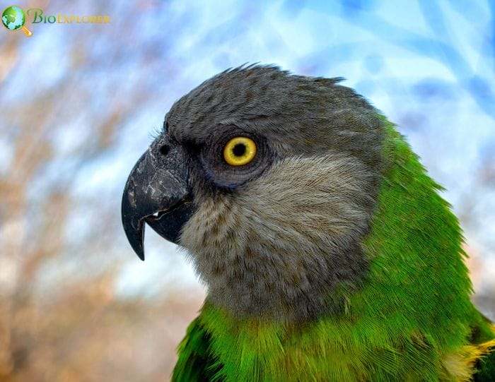 Senegal Parrot | Poicephalus Senegalus | African Bird | Facts