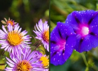 Birth Flowers | Birth Month Flowers Symbolism and Meanings