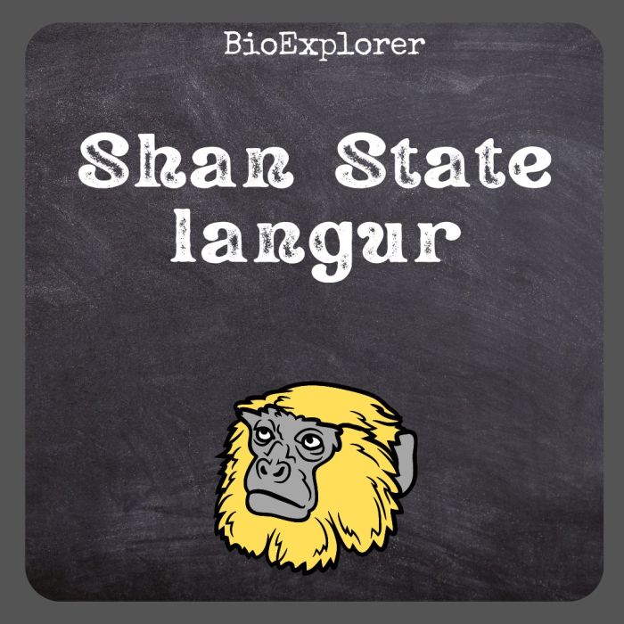 Shan State Langur Characteristics | Trachypithecus Melamerus Facts ...