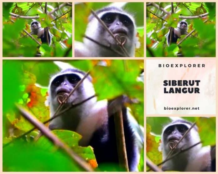 Siberut Langur Characteristics | Presbytis Siberu Facts