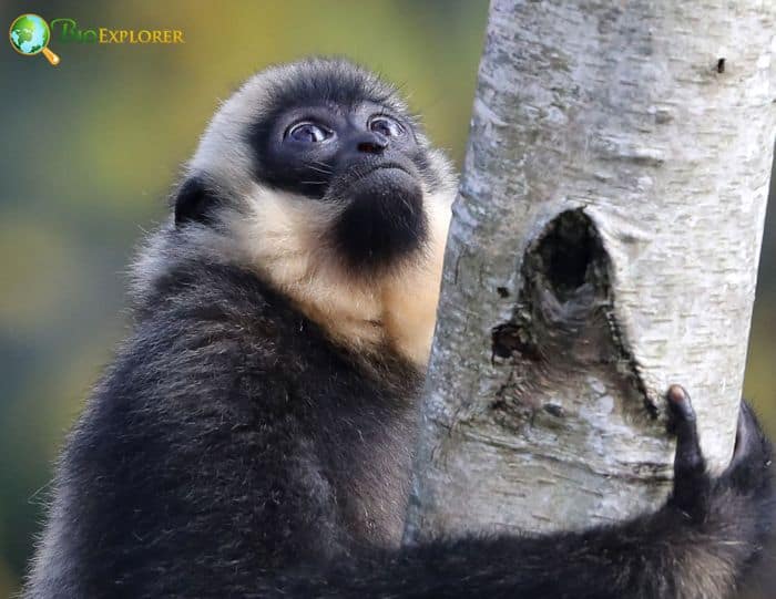 Southern Yellow-Cheeked Gibbon Characteristics | Nomascus Gabriellae Facts