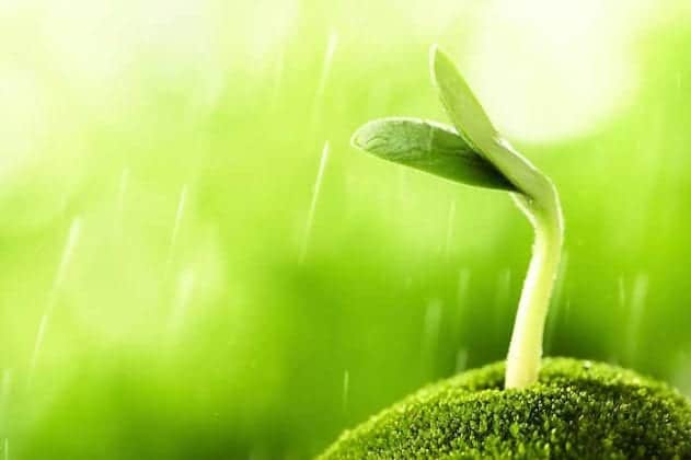 Plant Life Cycle Explained For All Plant Types | Biology Explorer