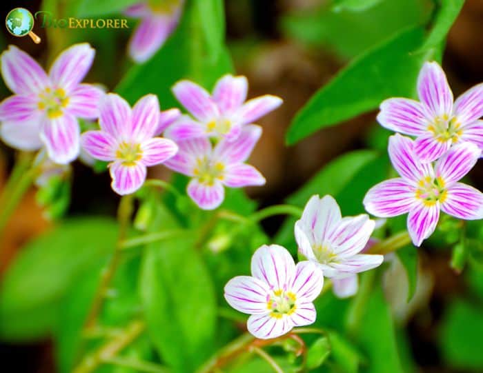 Spring Beauty Flower | Claytonia Virginica | Wildflower | BioExplorer