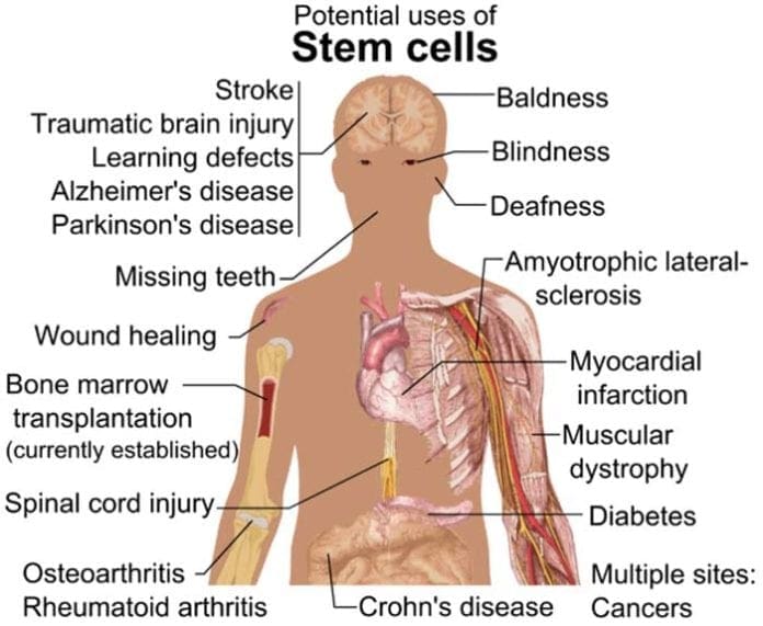 Top 17 Stem Cell Research Pros And Cons Bioexplorernet