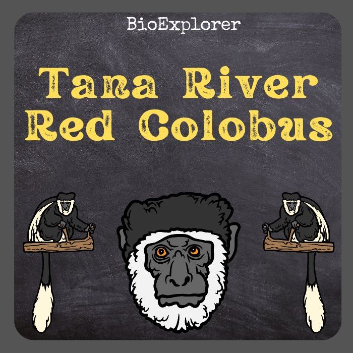 Tana River Red Colobus Characteristics | Piliocolobus Rufomitratus Facts