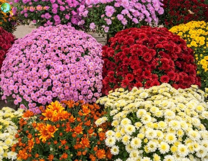 November Birth Flowers | Chrysanthemum and Peony | Symbolism and Meaning