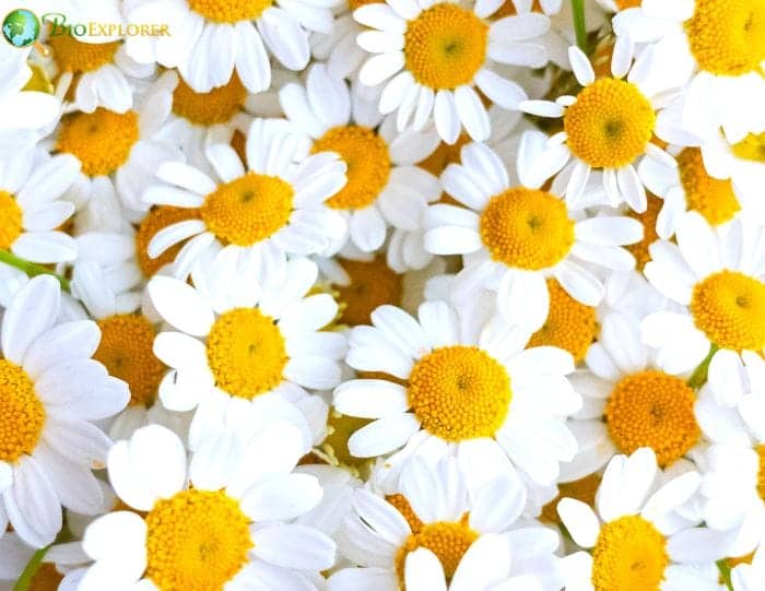 April Birth Flowers | Daisies and Sweet Peas | Meaning & Symbolism