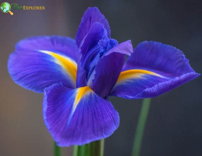 February Birth Flowers | Primrose and Violet | Symbolism & Meaning