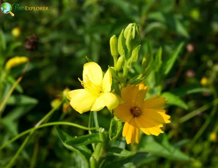 February Birth Flowers | Primrose and Violet | Symbolism & Meaning