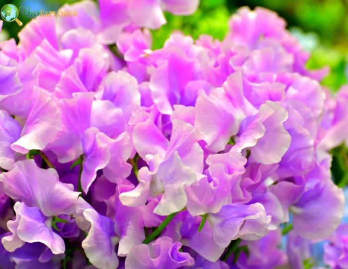April Birth Flowers | Daisies and Sweet Peas | Meaning & Symbolism